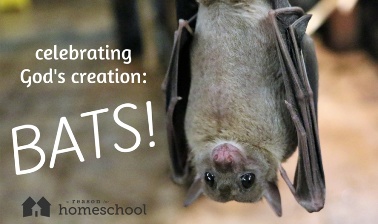 Celebrating God’s Creation: Bats! – A Reason For Homeschool
